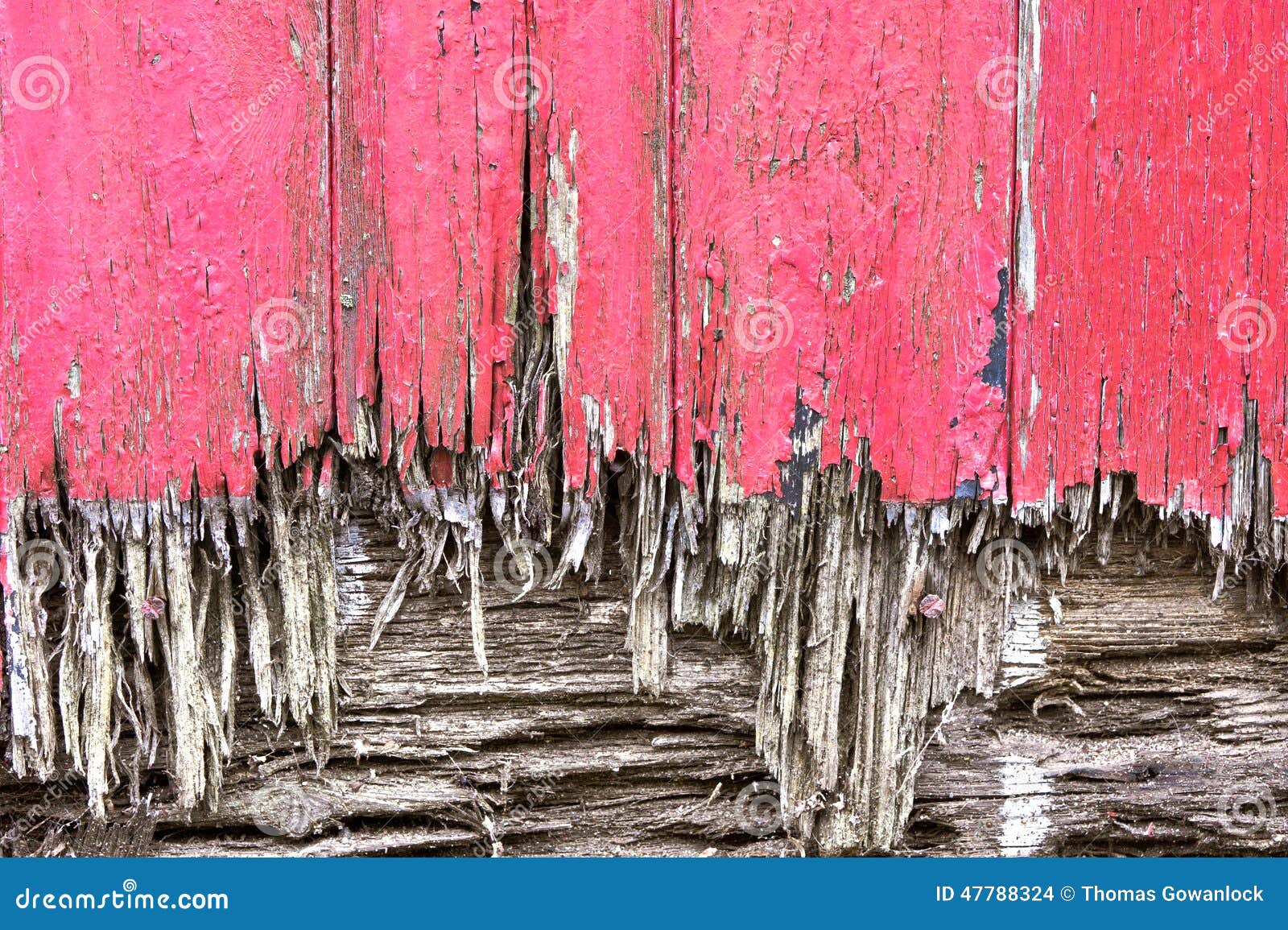 Rotten wood stock photo. Image of cracks, rotten, paint - 47788324