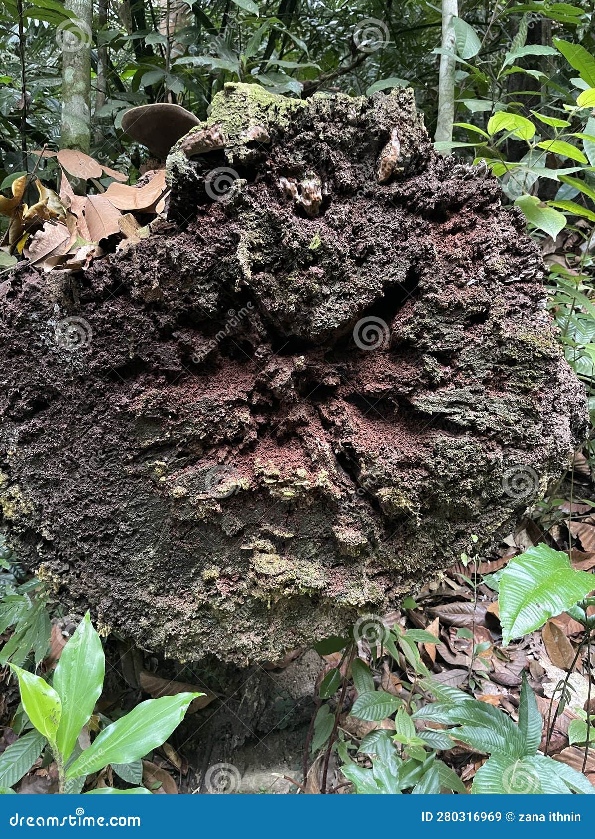 Rotten wood stock image. Image of aged, plank, weathered - 280316969