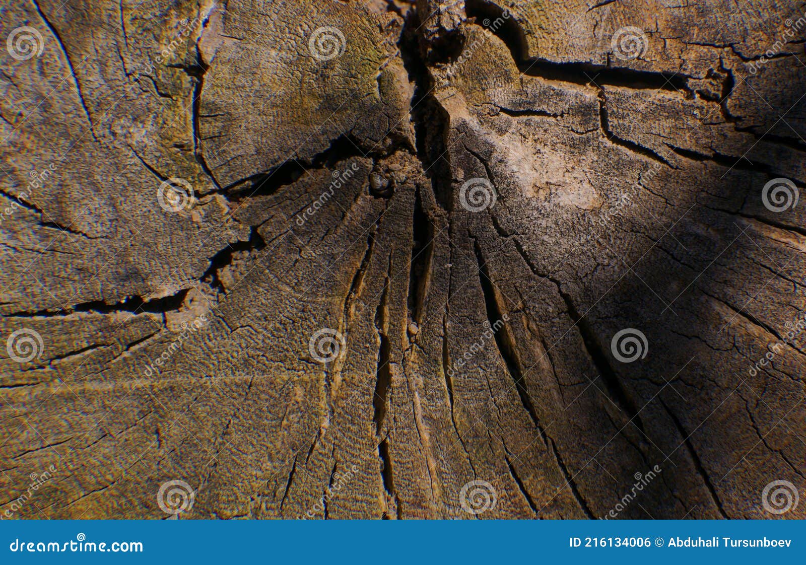 Rotten wood texture stock photo. Image of board, rough - 216134006
