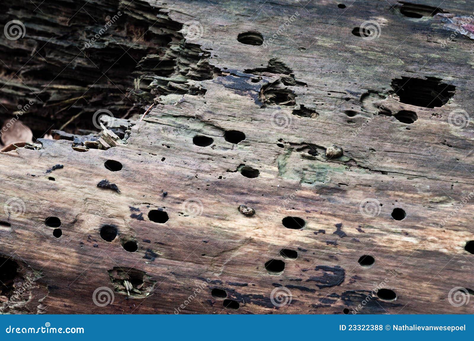 Rotten Wood Texture Royalty-Free Stock Image | CartoonDealer.com #23322388