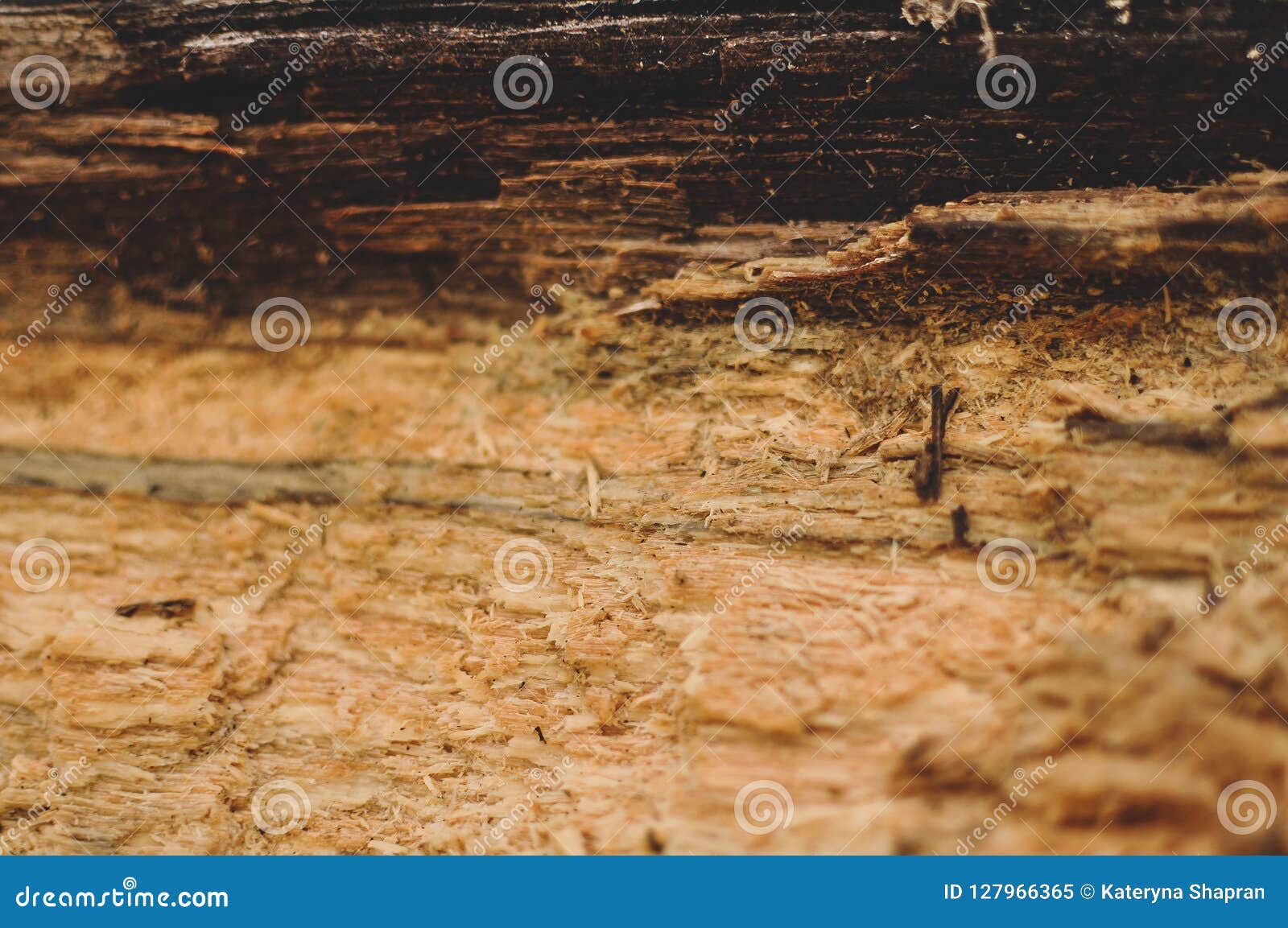 Rotten Wood Texture Close-up Stock Image - Image of board, closeup ...