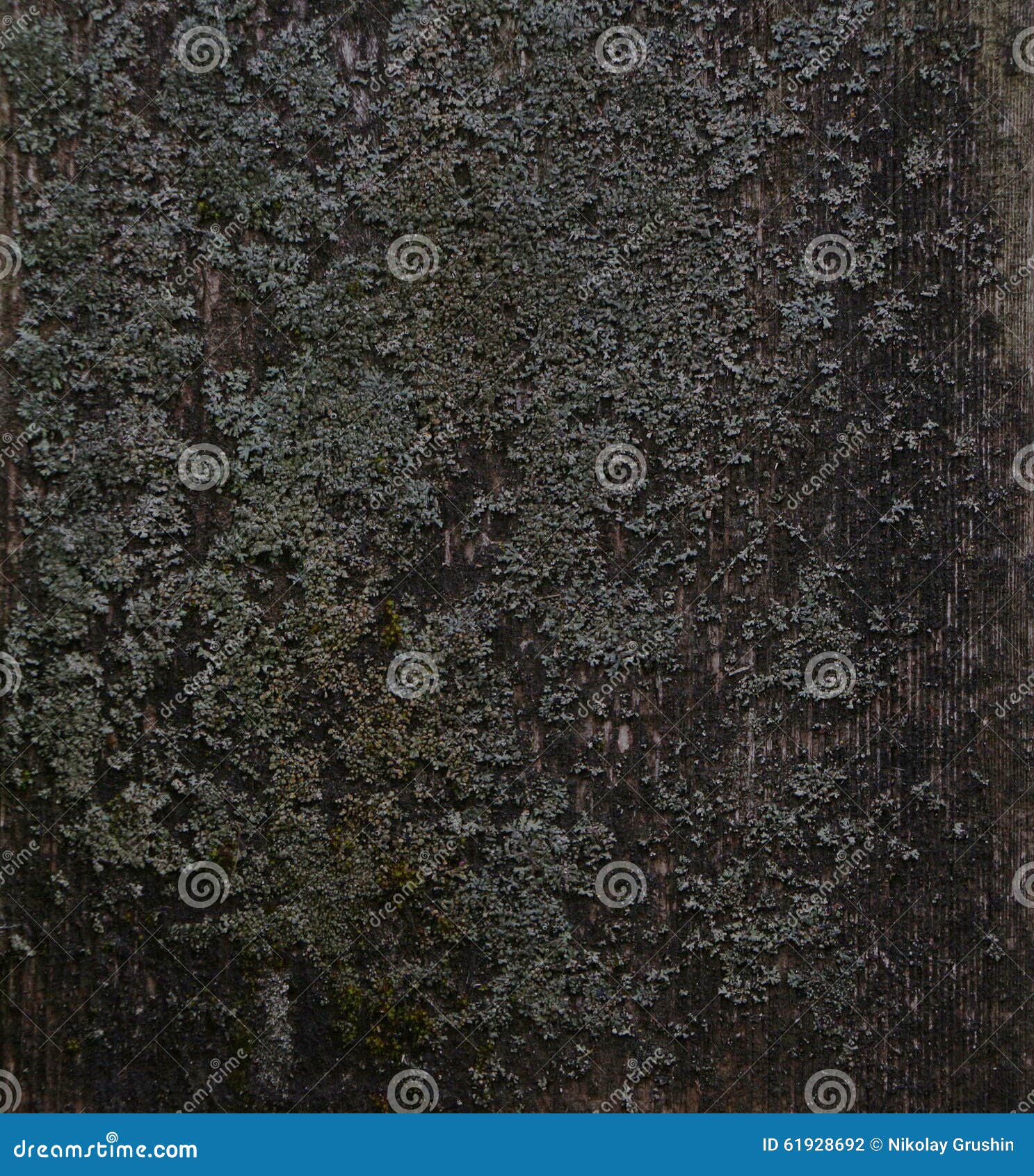 Rotten wood texture stock photo. Image of texture, material - 61928692