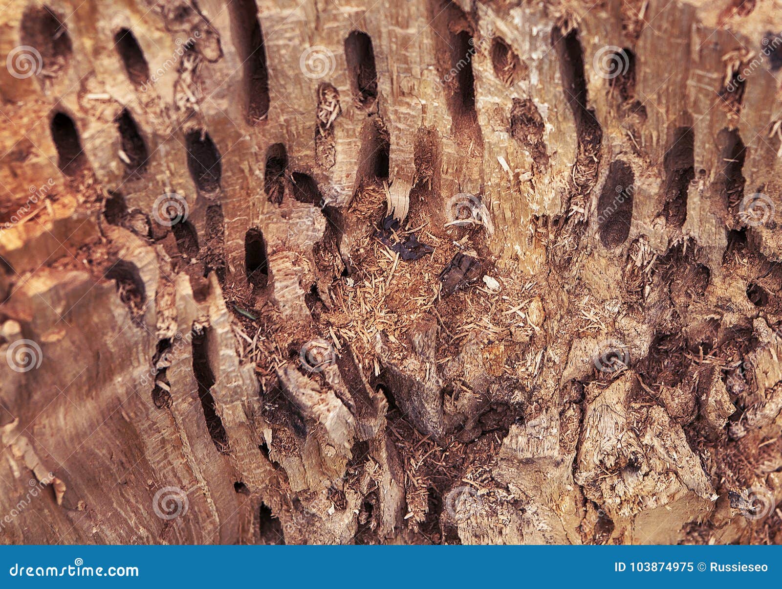 Rotten wood texture stock image. Image of material, bark - 103874975
