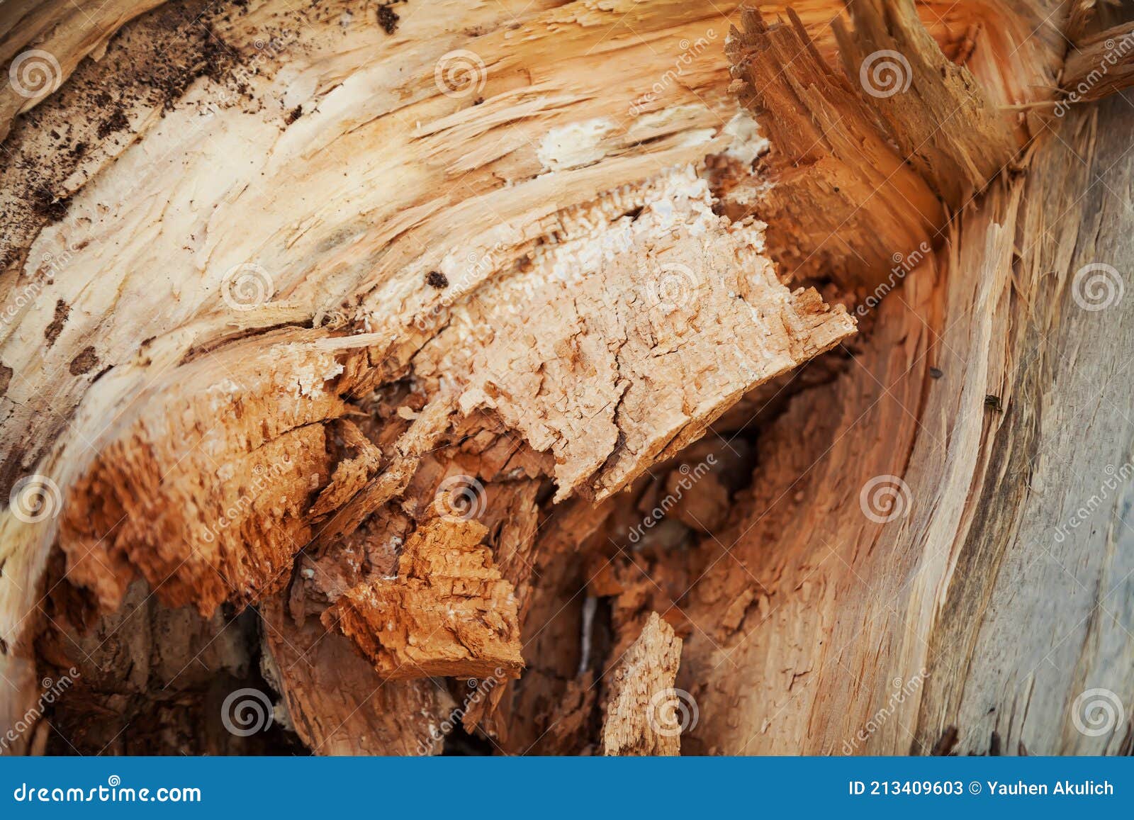 Rotten Wood Texture. Rotten Tree Close-up and Its Rotten Fragments ...
