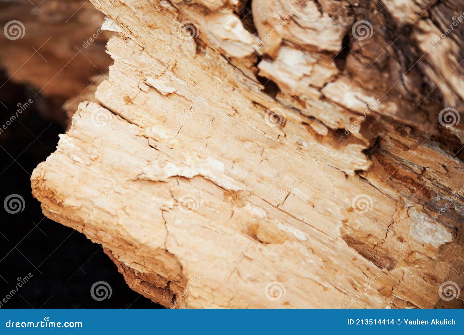 Rotten Wood Texture. Rotten Tree Close-up and Its Rotten Fragments ...