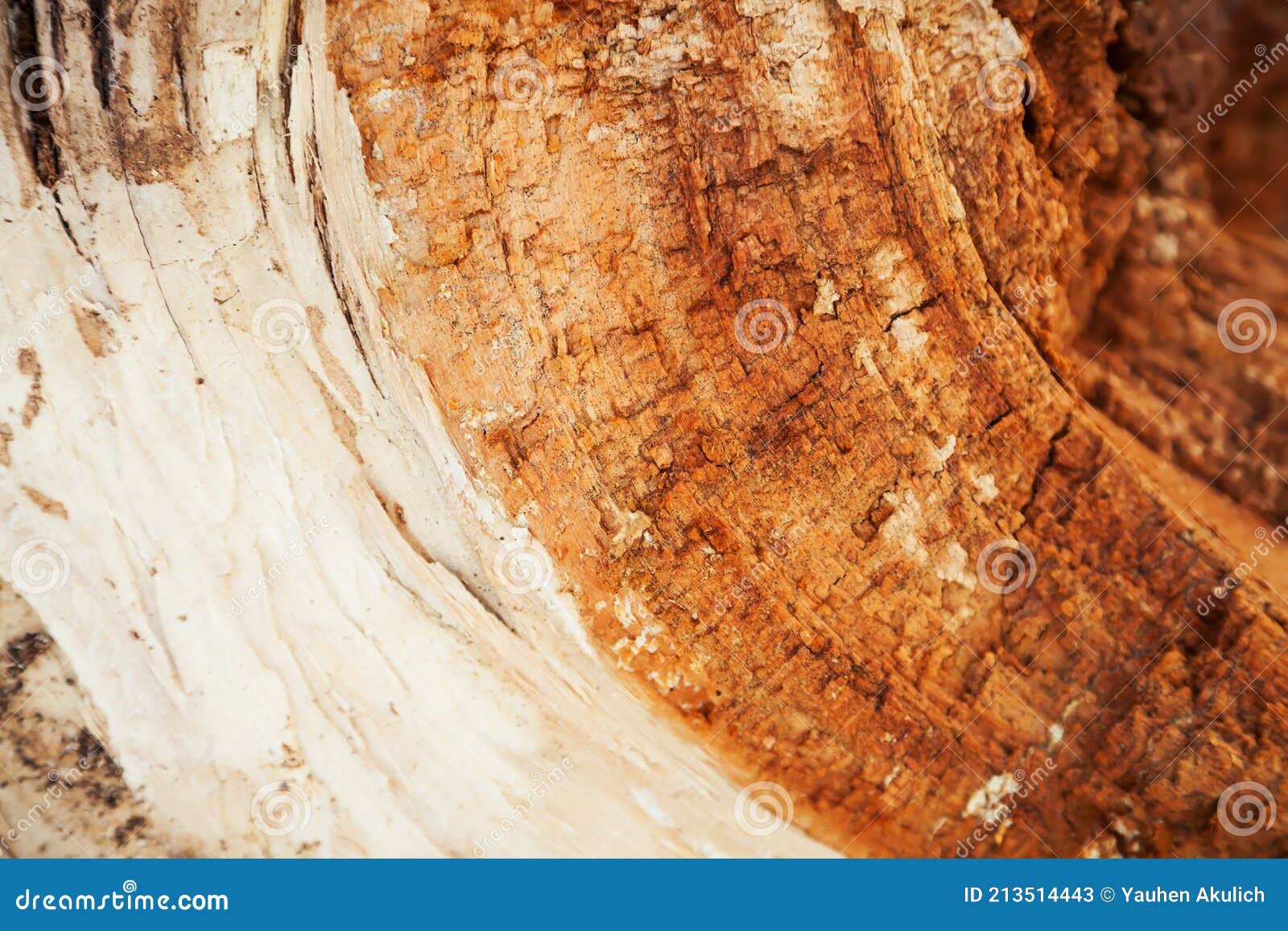Rotten Wood Texture. Rotten Tree Close-up and Its Rotten Fragments ...