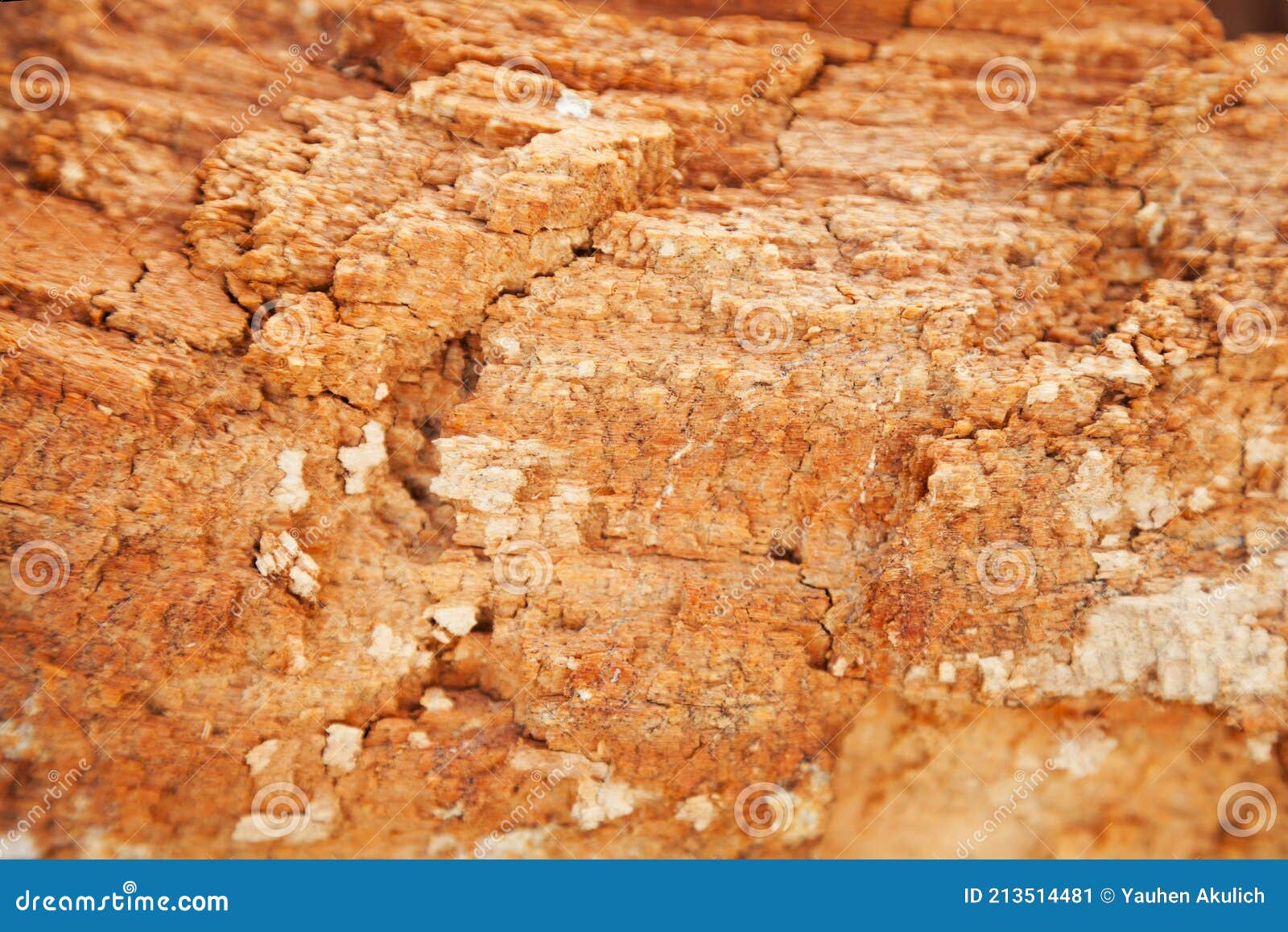 Rotten Wood Texture. Rotten Tree Close-up and Its Rotten Fragments ...