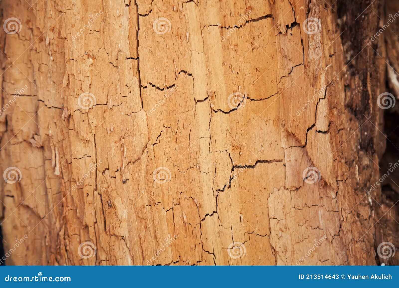 Rotten Wood Texture. Rotten Tree Close-up and Its Rotten Fragments ...