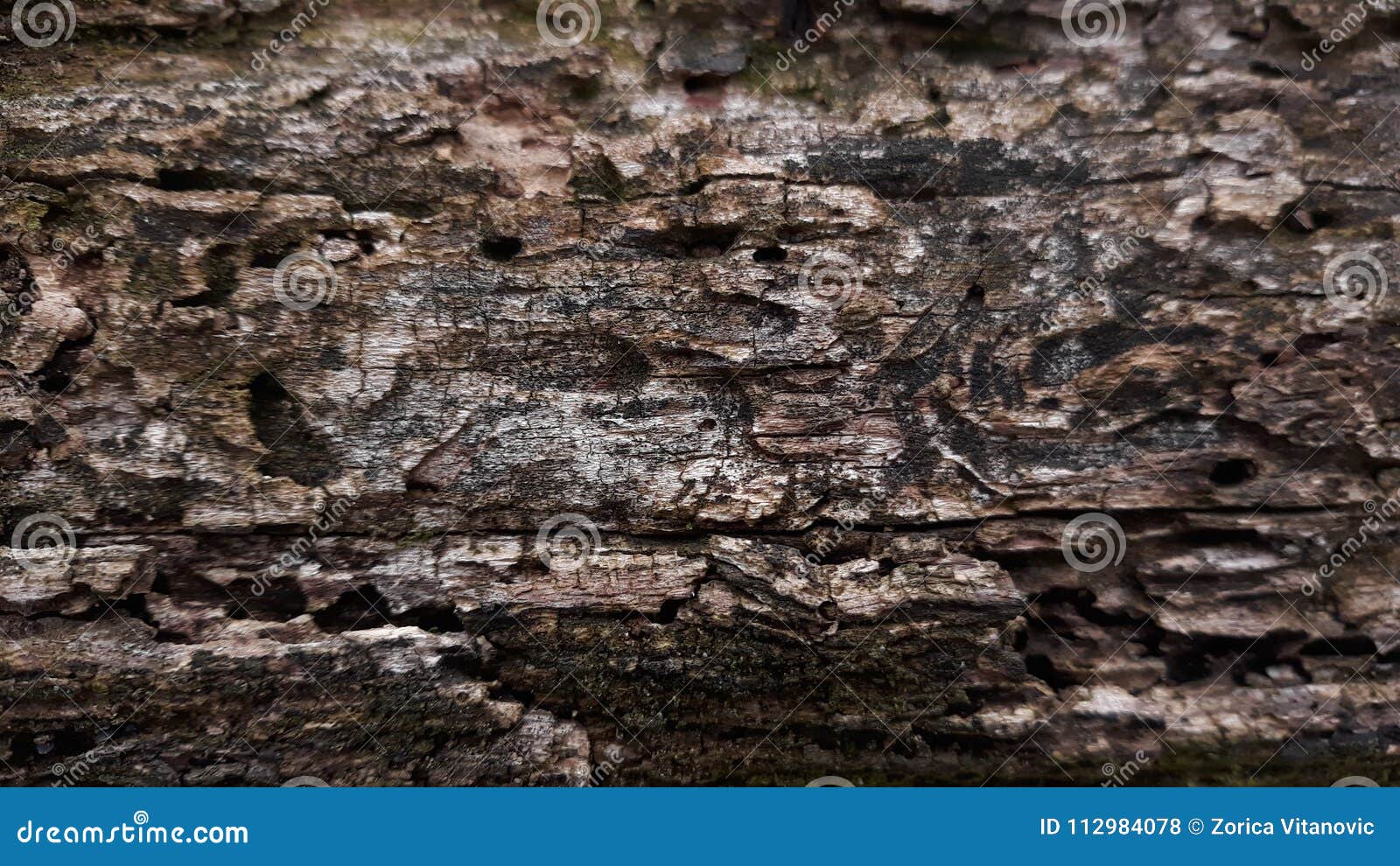 Rotten wood tree texture stock photo. Image of tree - 112984078
