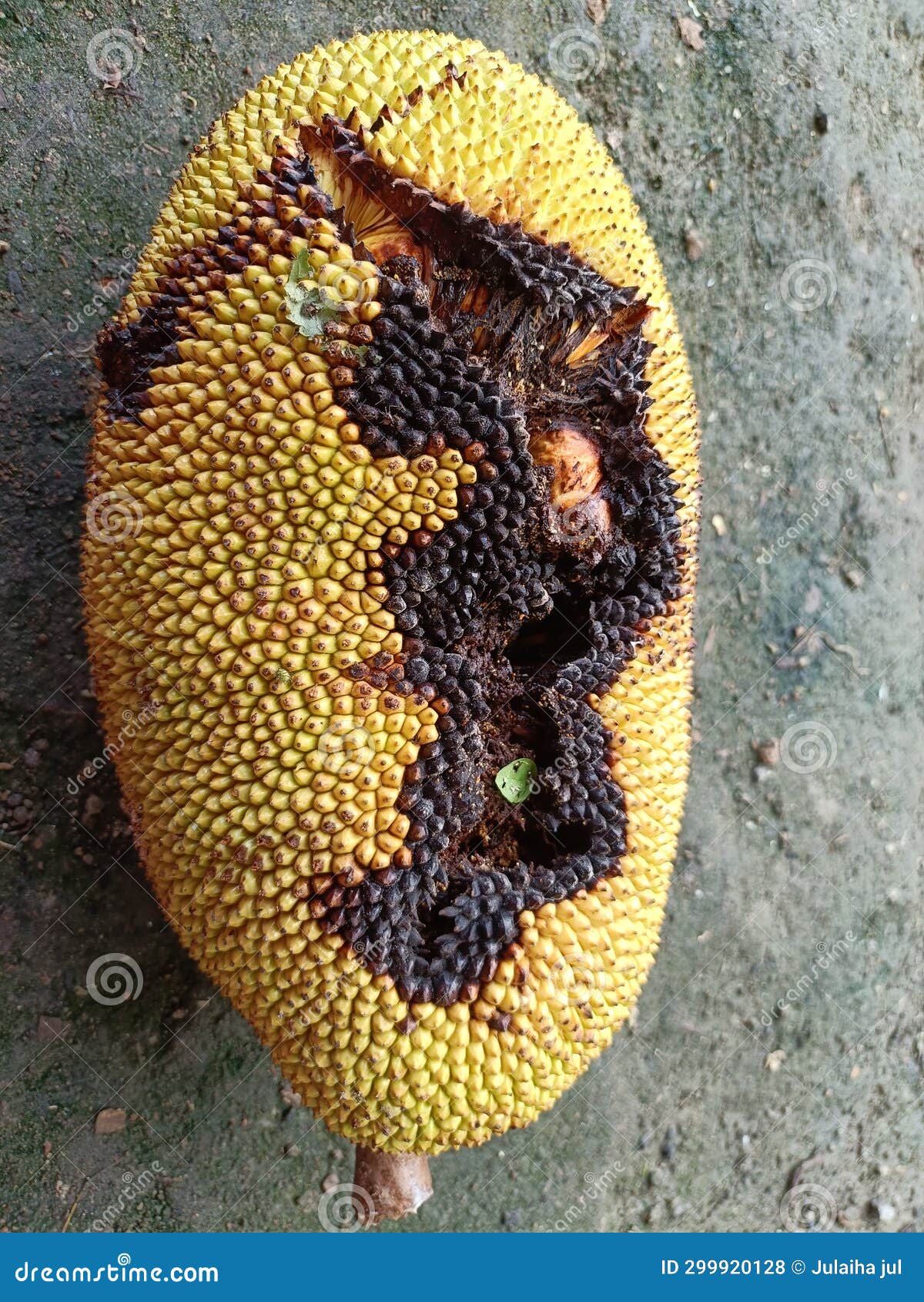 A Rotten Yellow Jackfruit Fell from the Tree Stock Photo - Image of ...