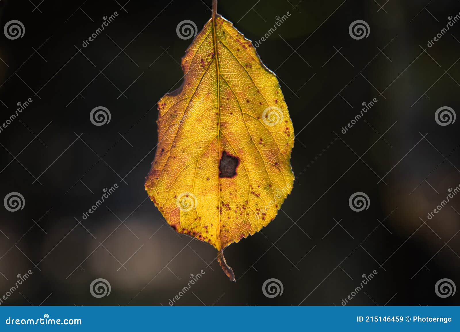 Rotten Yellow Leaf with Dark Background Stock Image - Image of pattern ...