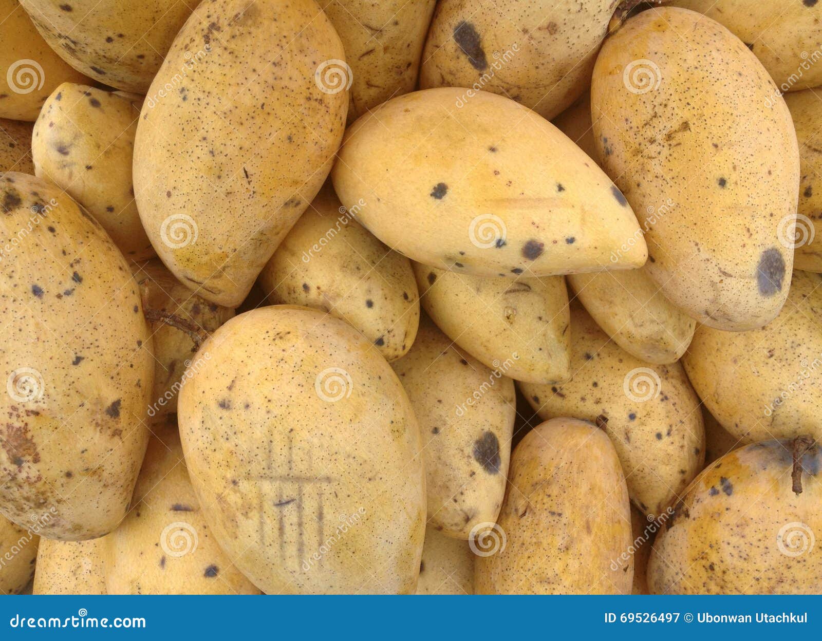 Rotten Yellow Mango stock image. Image of fruit, natural - 69526497