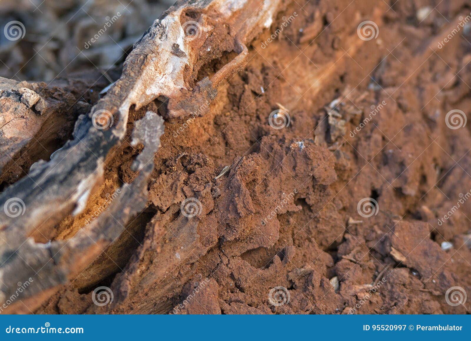 ROTTEND HOUT MET OPGEBOUWDE MODDER EN KLEI Stock Afbeelding - Image of ...