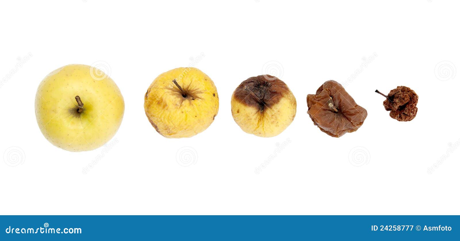 Rottende appel. stock afbeelding. Image of slecht, helder - 24258777