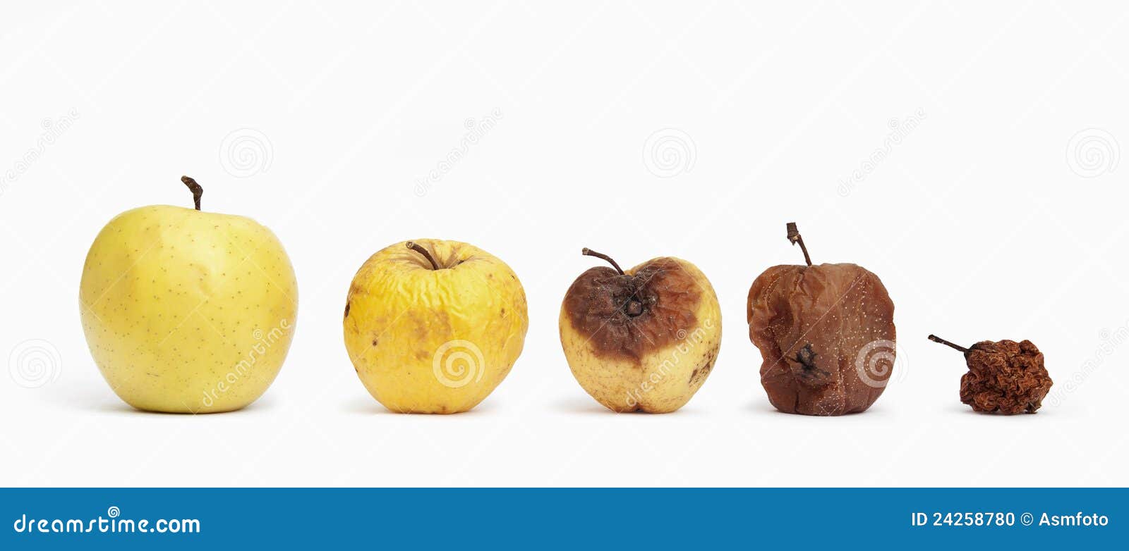 Rotting apple. stock photo. Image of delicious, nutrition - 24258780