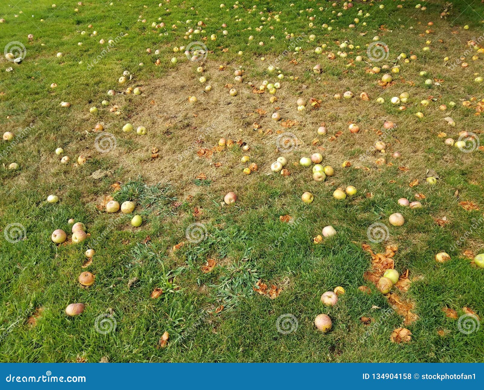 Rotting Apple Fruit in Green Grass or Lawn Stock Photo - Image of ...