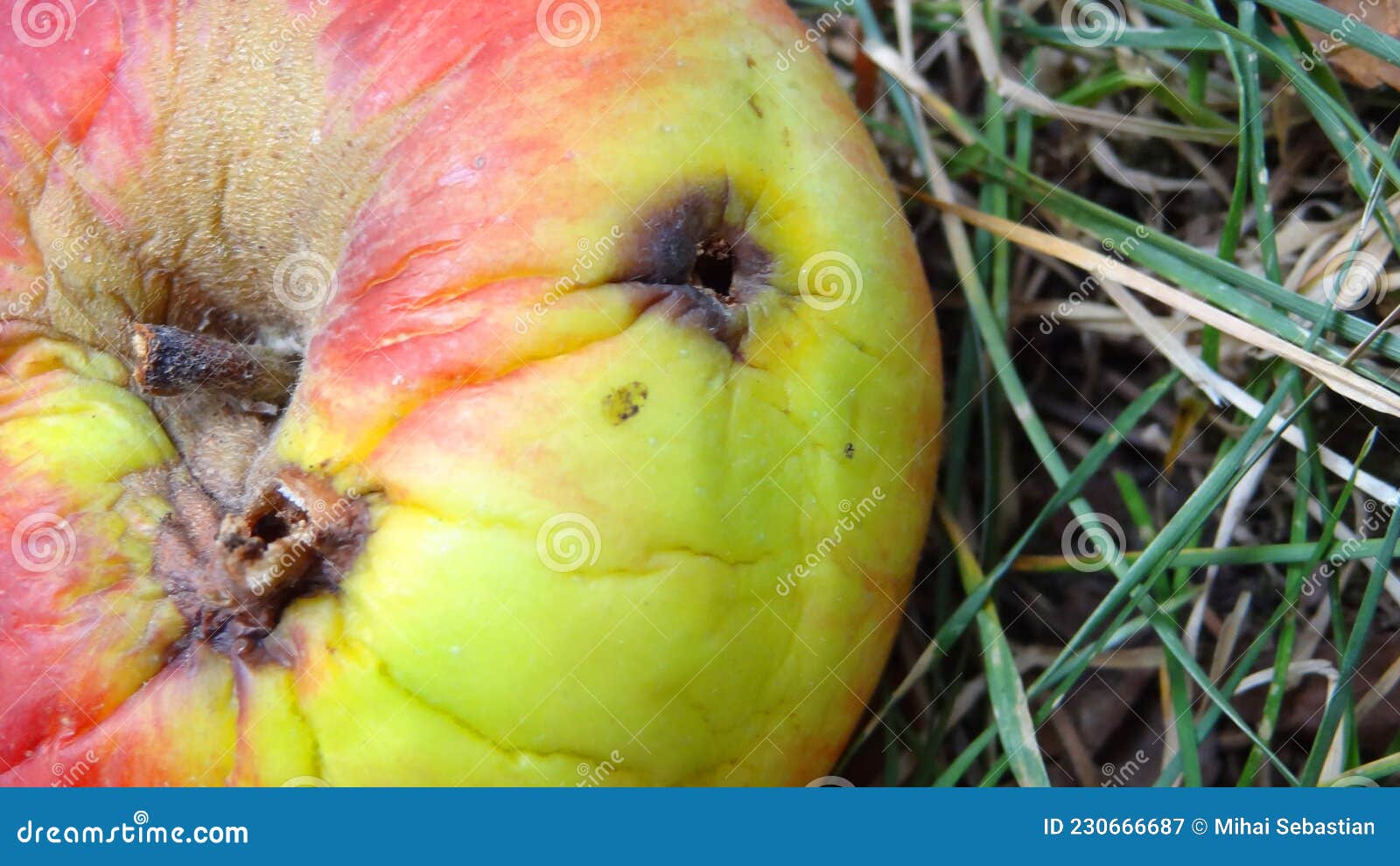 Rotting Apple on Grass stock image. Image of fresh, closeup - 230666687