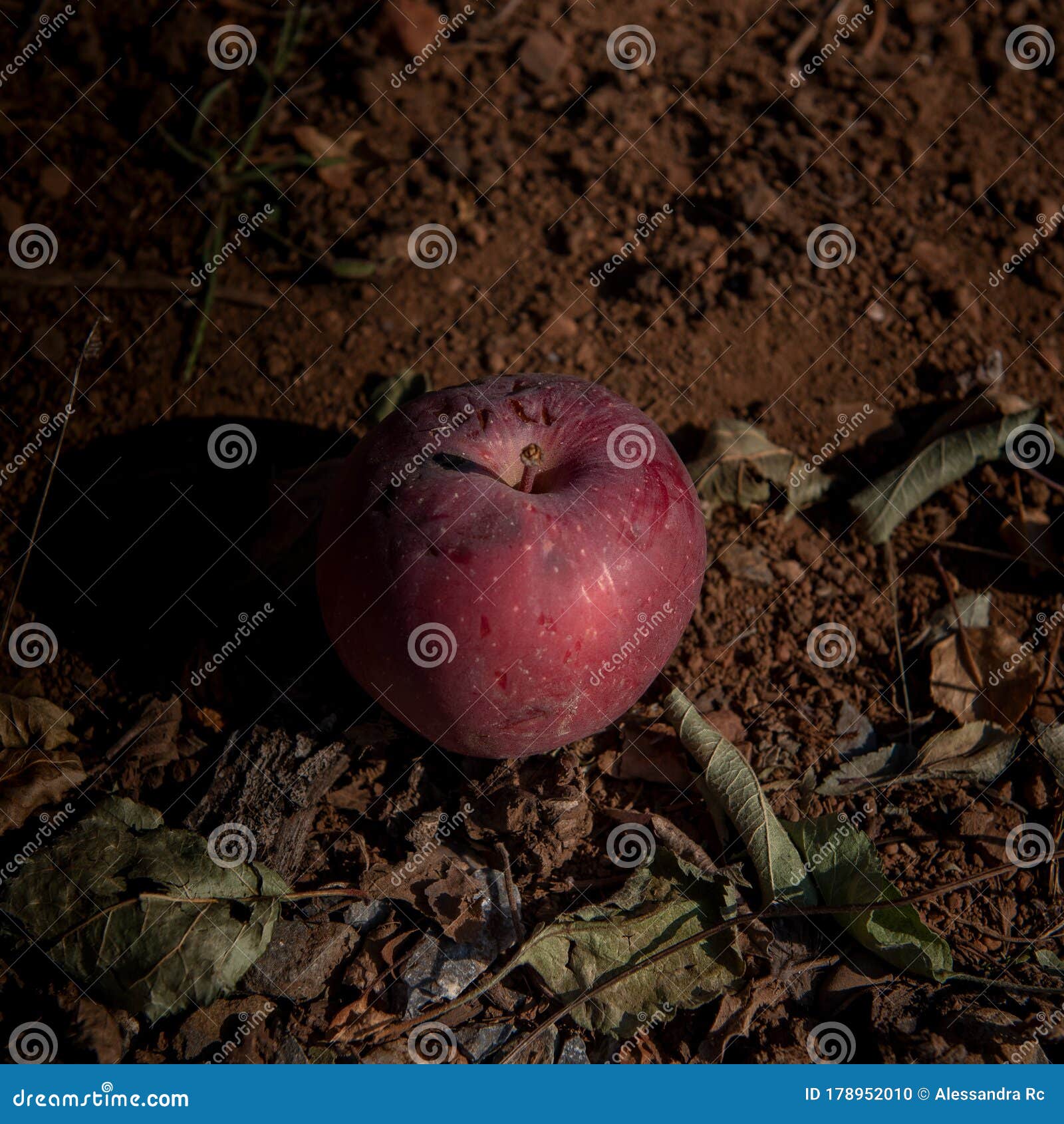 Rotting Apple on the Ground Stock Photo - Image of copy, harvesting ...