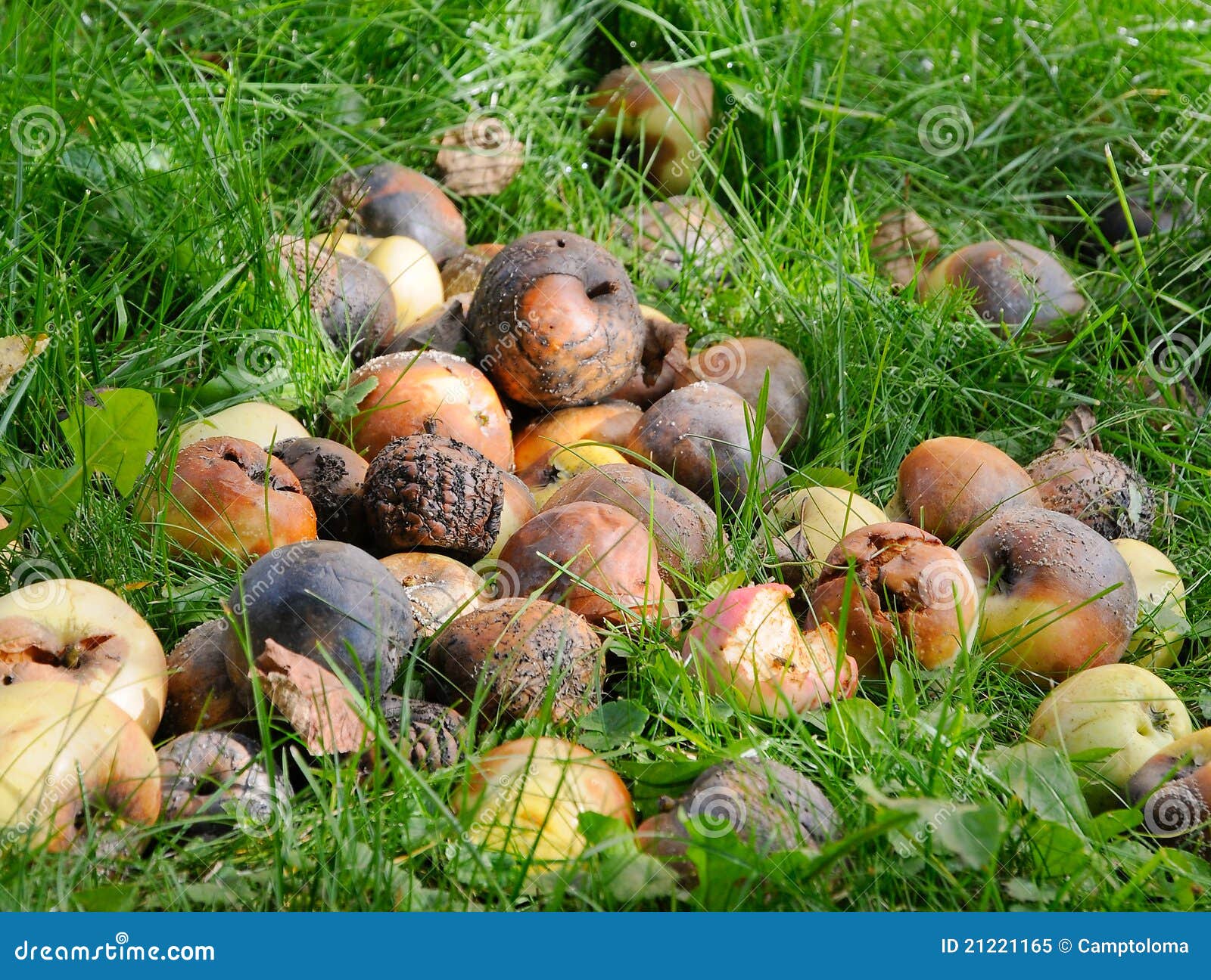 Rotting apples stock image. Image of heap, descriptive - 21221165