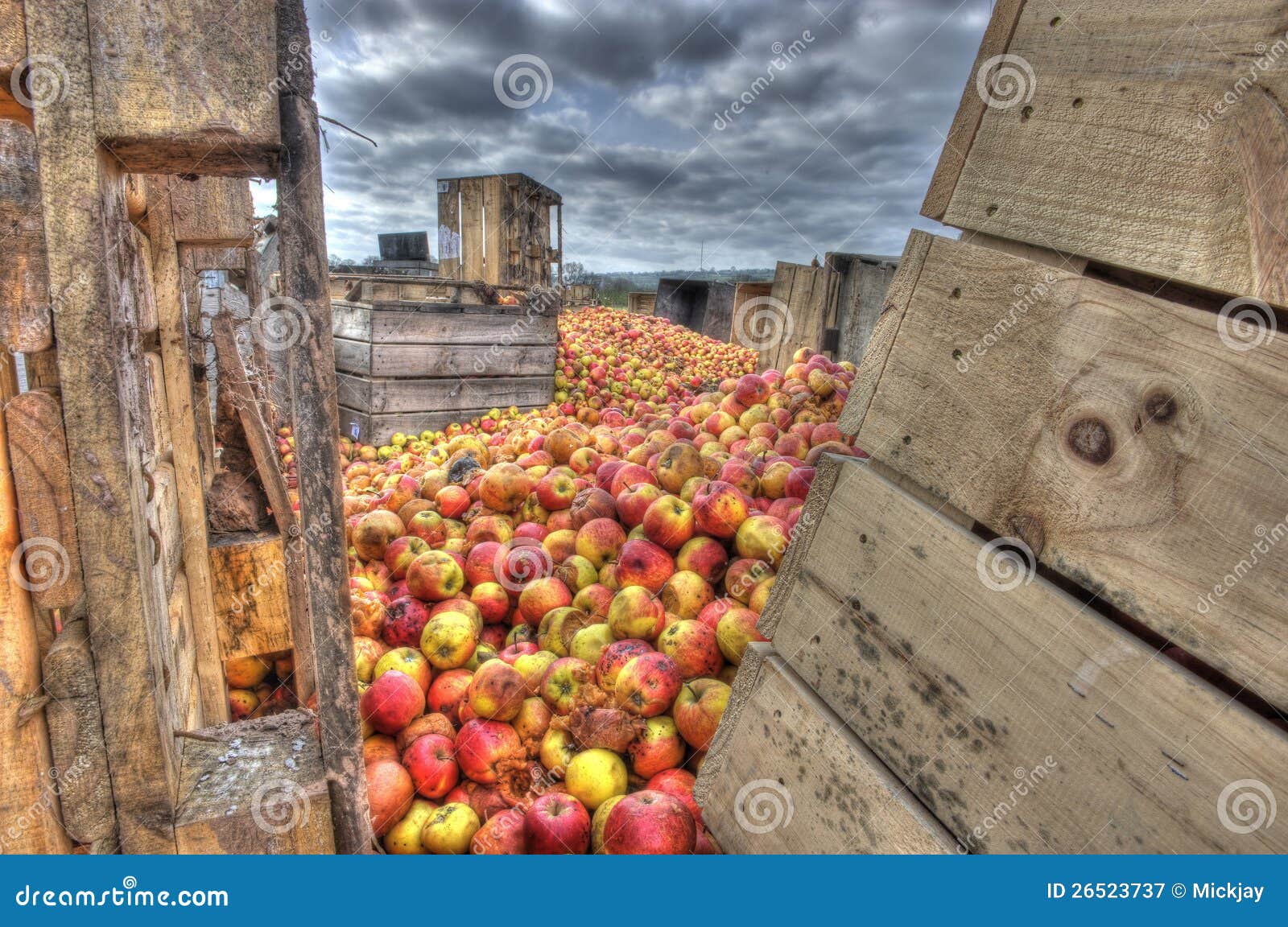Rotting apples and crates stock image. Image of discarded - 26523737