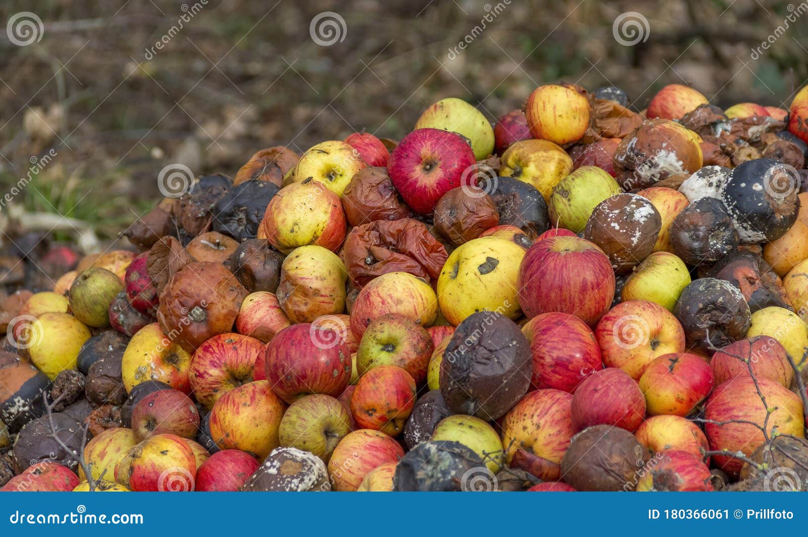 Rotting apples stock image. Image of molding, detail - 180366061