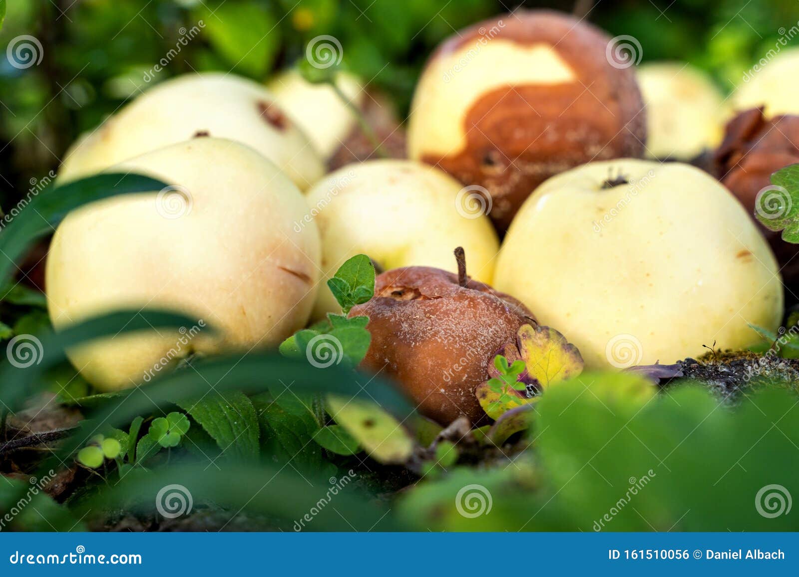 Rotting Apples on the Ground Stock Photo - Image of crop, close: 161510056