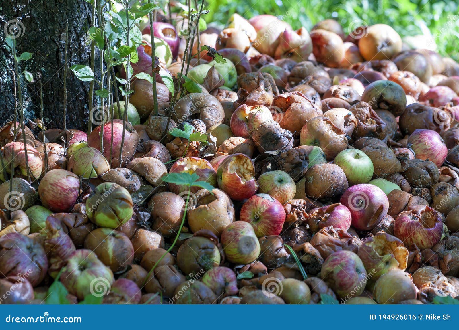 Rotting apples stock photo. Image of apples, fruit, decaying - 194926016