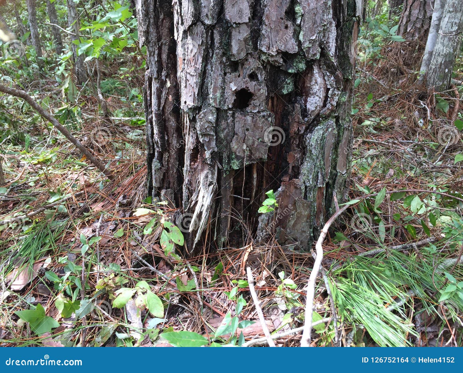 Rotting Base of a Pine Tree Stock Photo - Image of direction ...