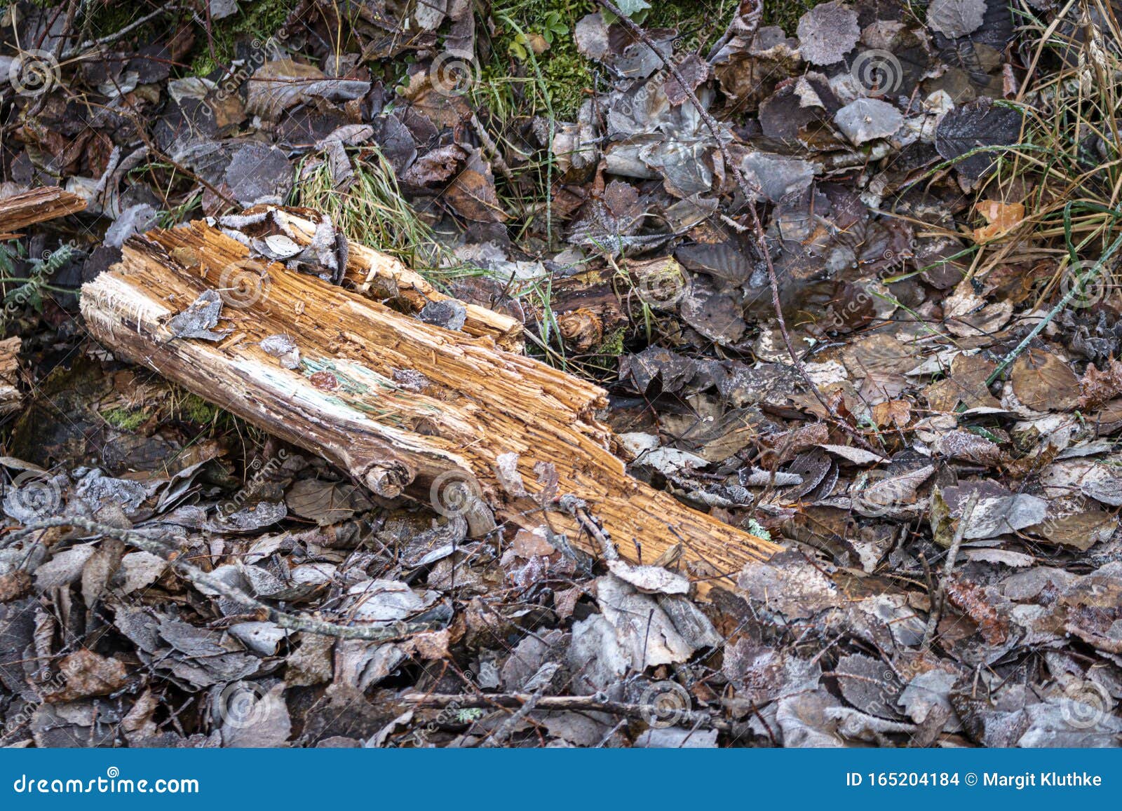 Rotting Branch Broken Off a Tree after a Storm Stock Photo - Image of ...