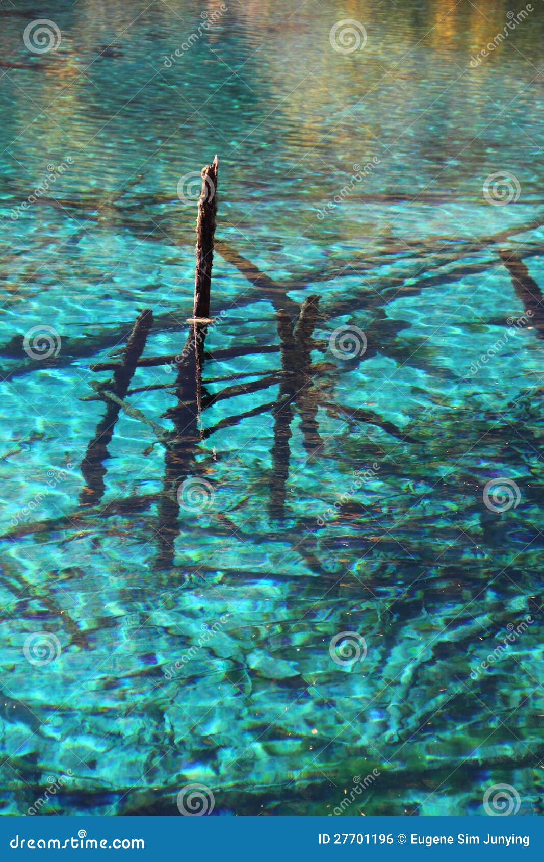 Rotting branches in lake stock photo. Image of decay - 27701196