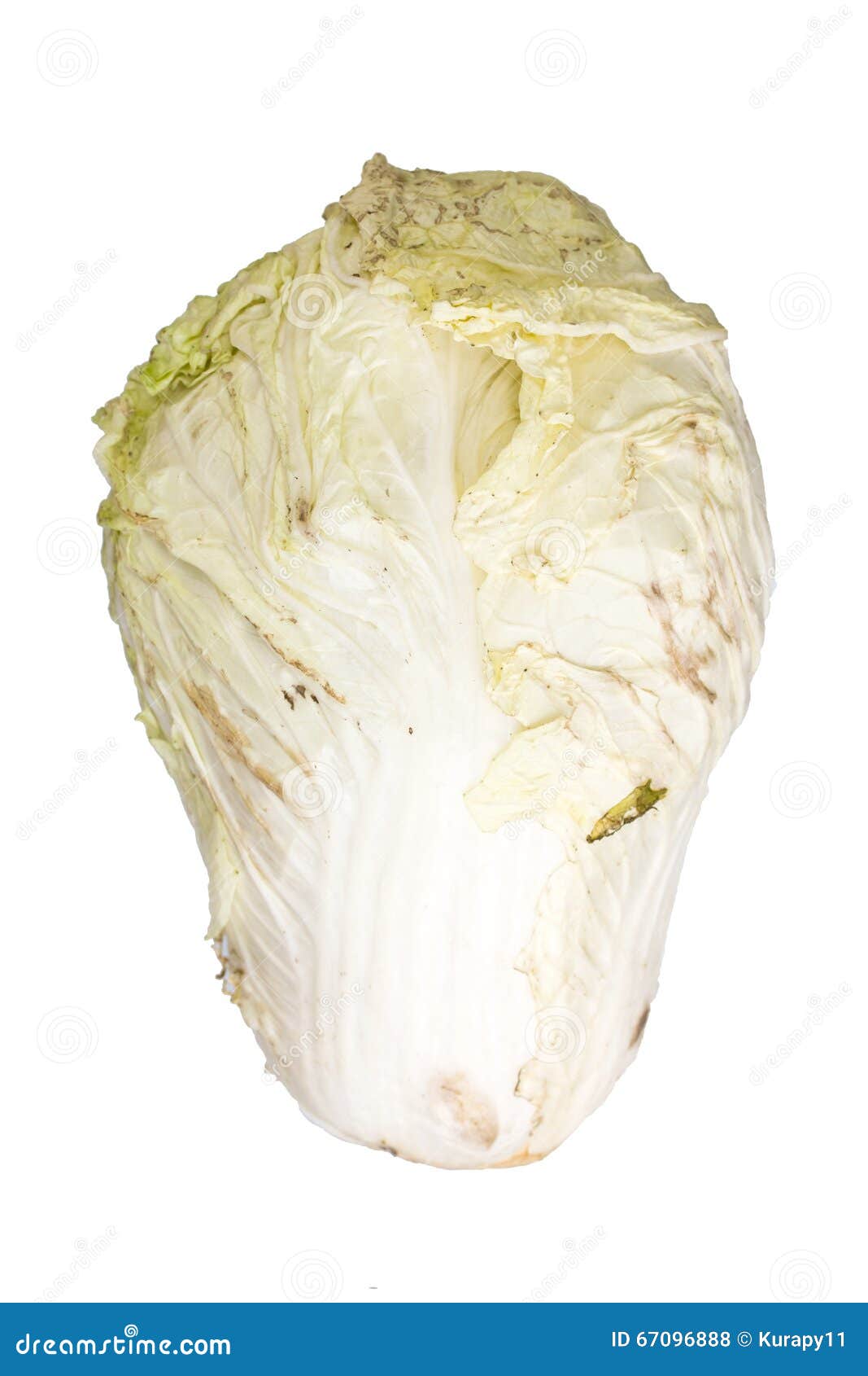 Rotting cabbage on white stock photo. Image of food, vegetable - 67096888