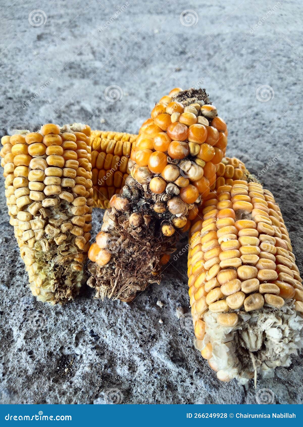 175 Rotting Corn Stock Photos - Free & Royalty-Free Stock Photos from ...
