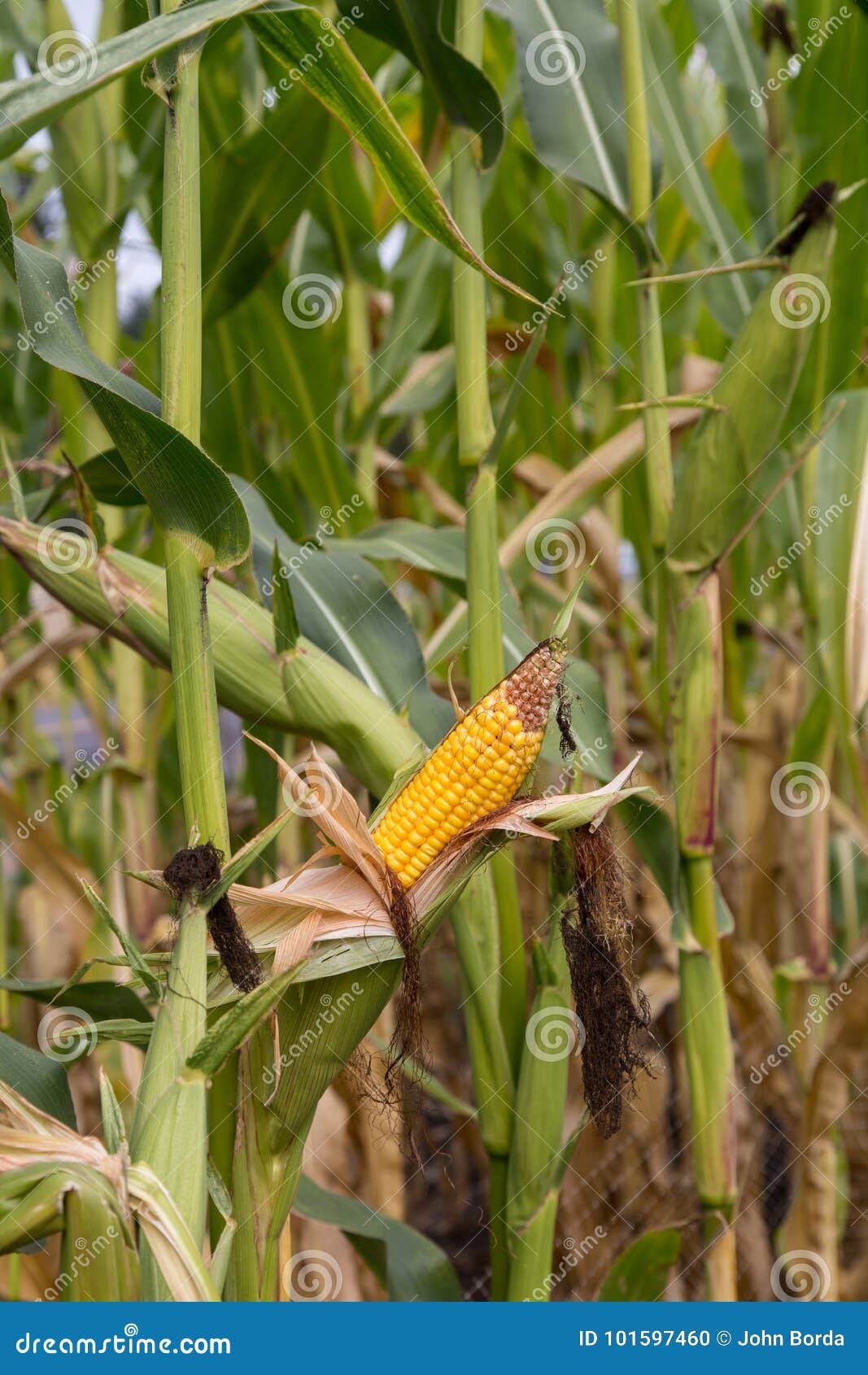 Rotting Corn Still on the Stalk Stock Photo - Image of garden, natural ...