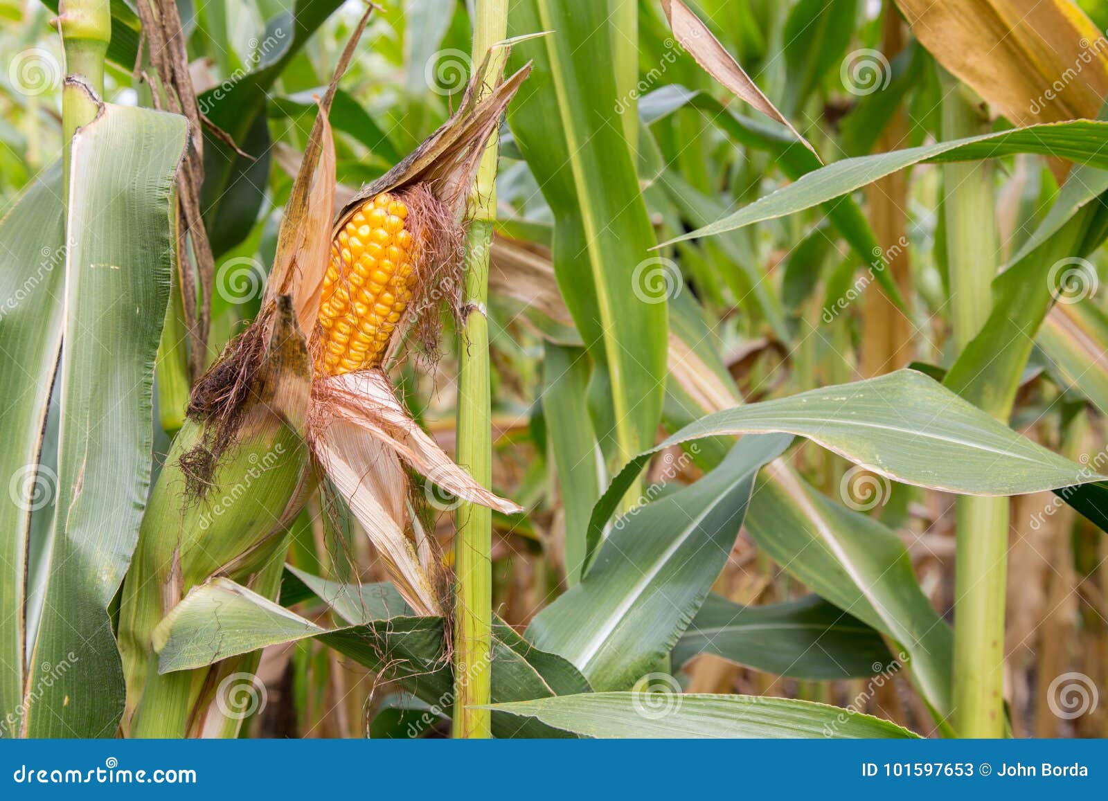 Rotting Corn Still on the Stalk Stock Image - Image of harvest, fresh ...