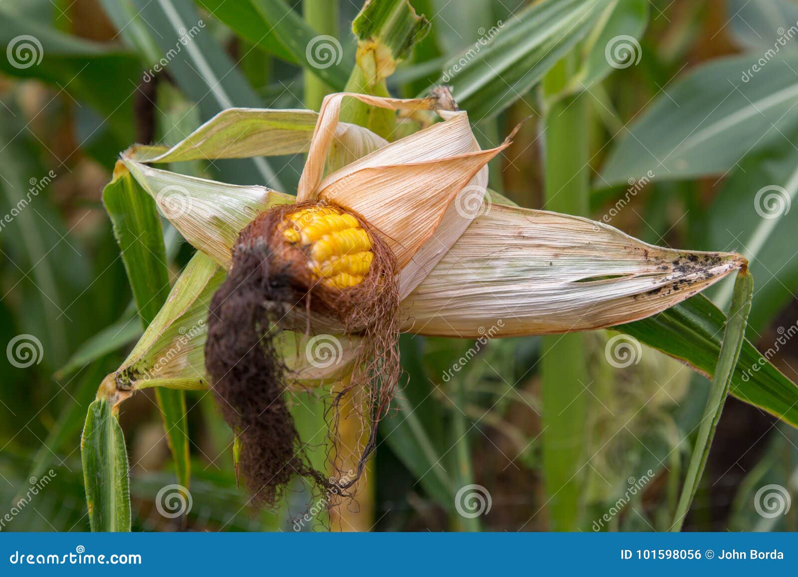 Rotting Corn Still on the Stalk Stock Photo - Image of eaten, farm ...
