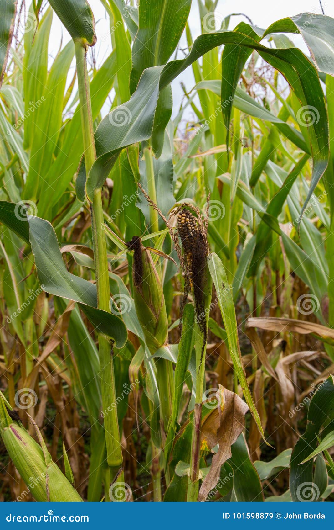 Rotting Corn Still on the Stalk Stock Image - Image of farm, produce ...