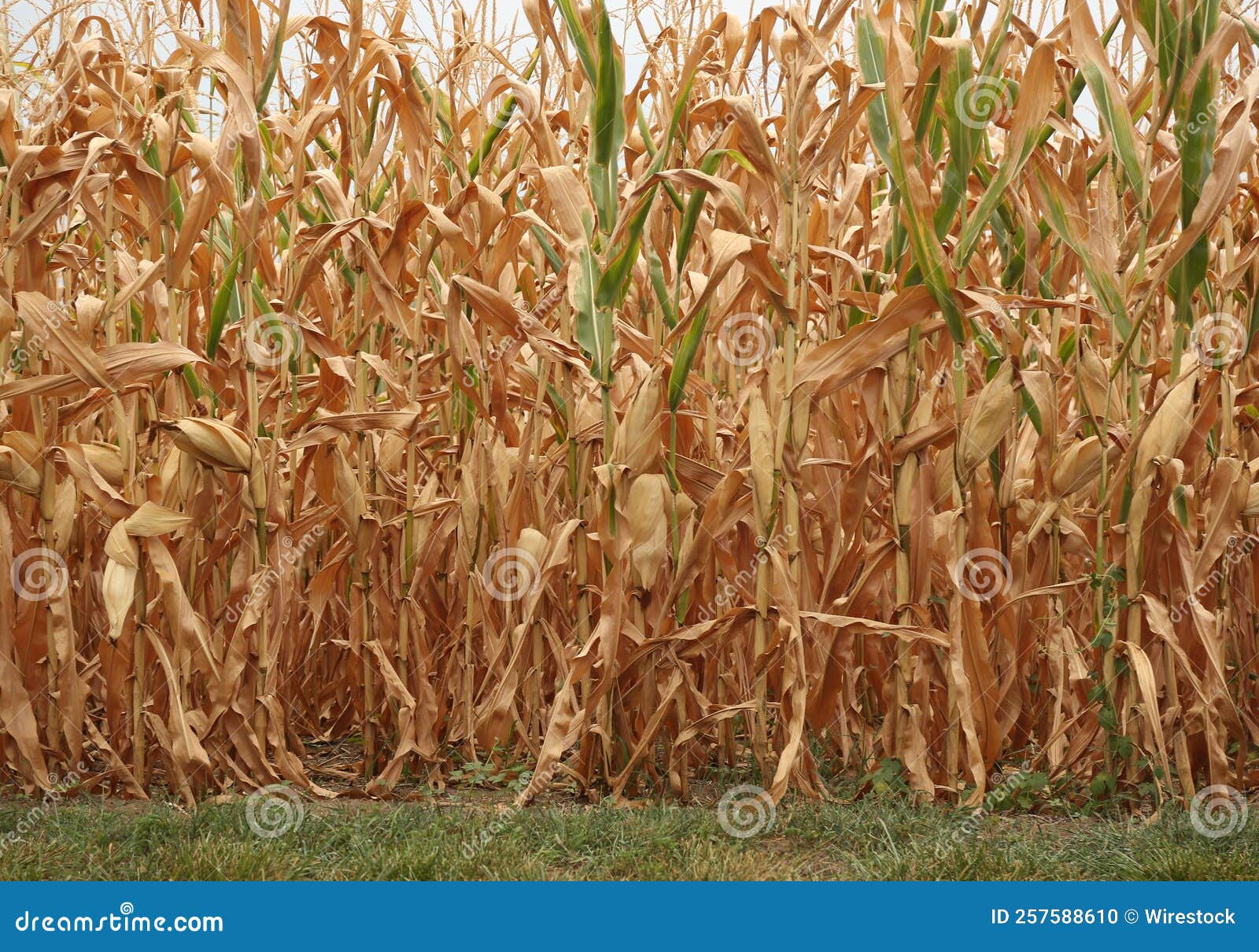 Rotting Crop of Corn on a Field after a Drought Stock Photo - Image of ...