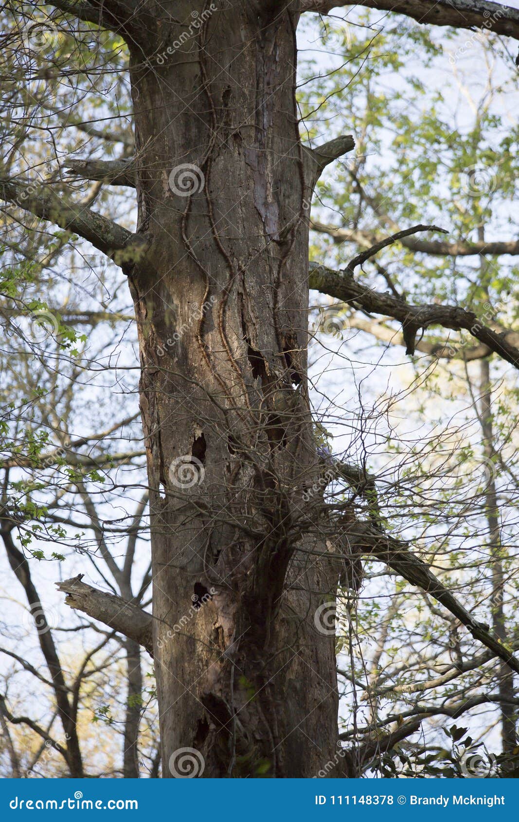 Rotting, Dead Tree stock photo. Image of natural, barren - 111148378