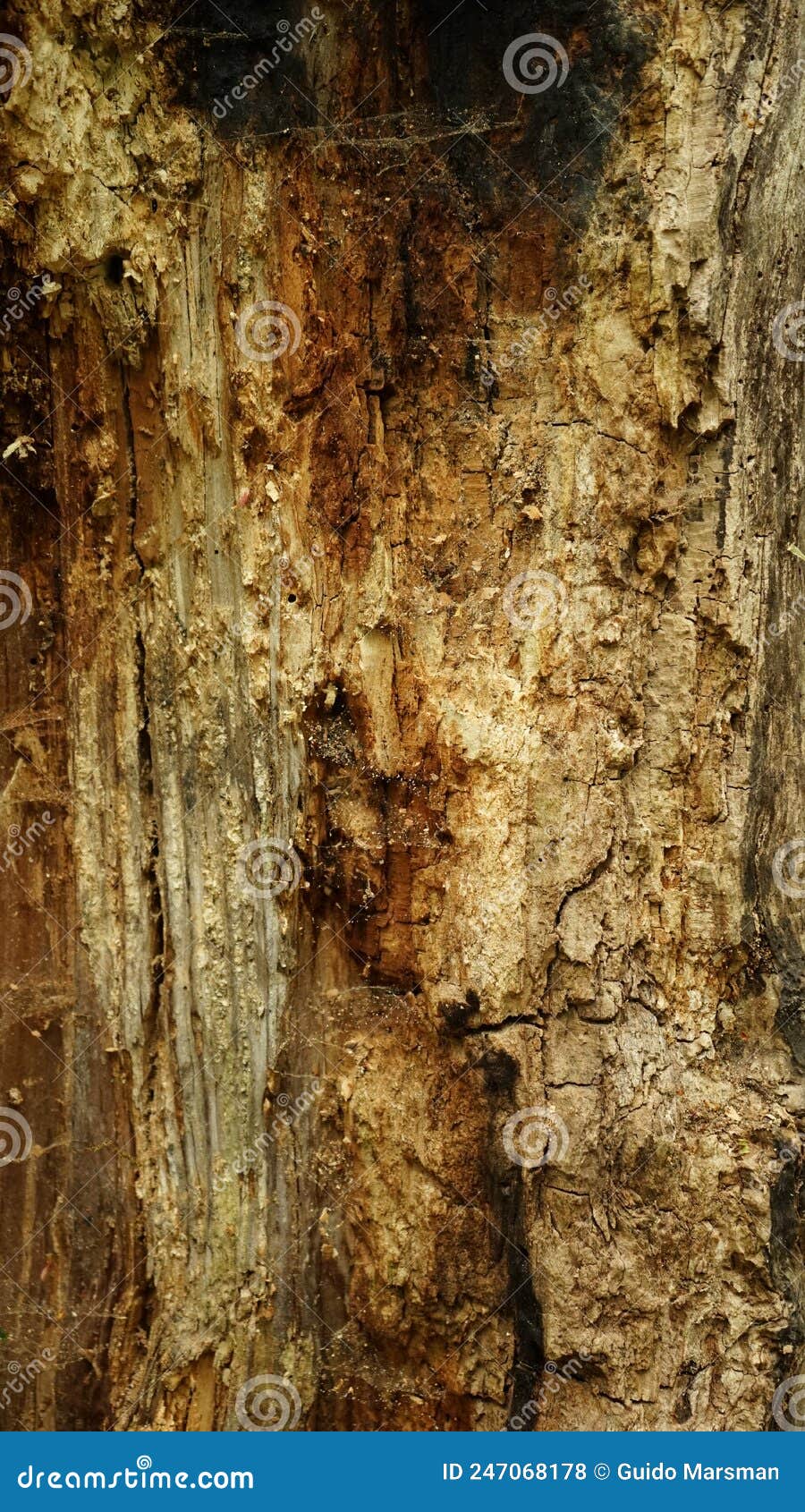 Rotting and Decaying Old Tree Bark Top View Graphic Texture Template ...