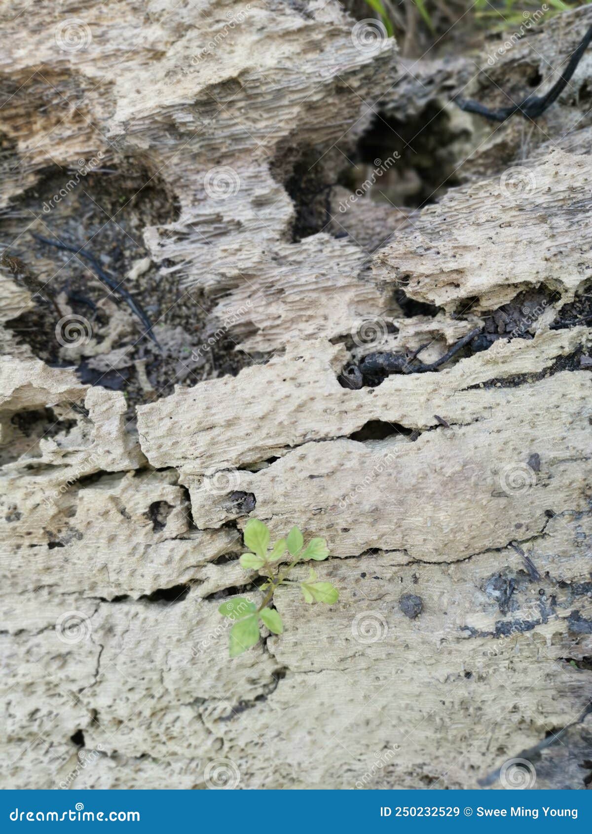 Rotting or Decaying Tree Trunk on the Field Stock Image - Image of ...