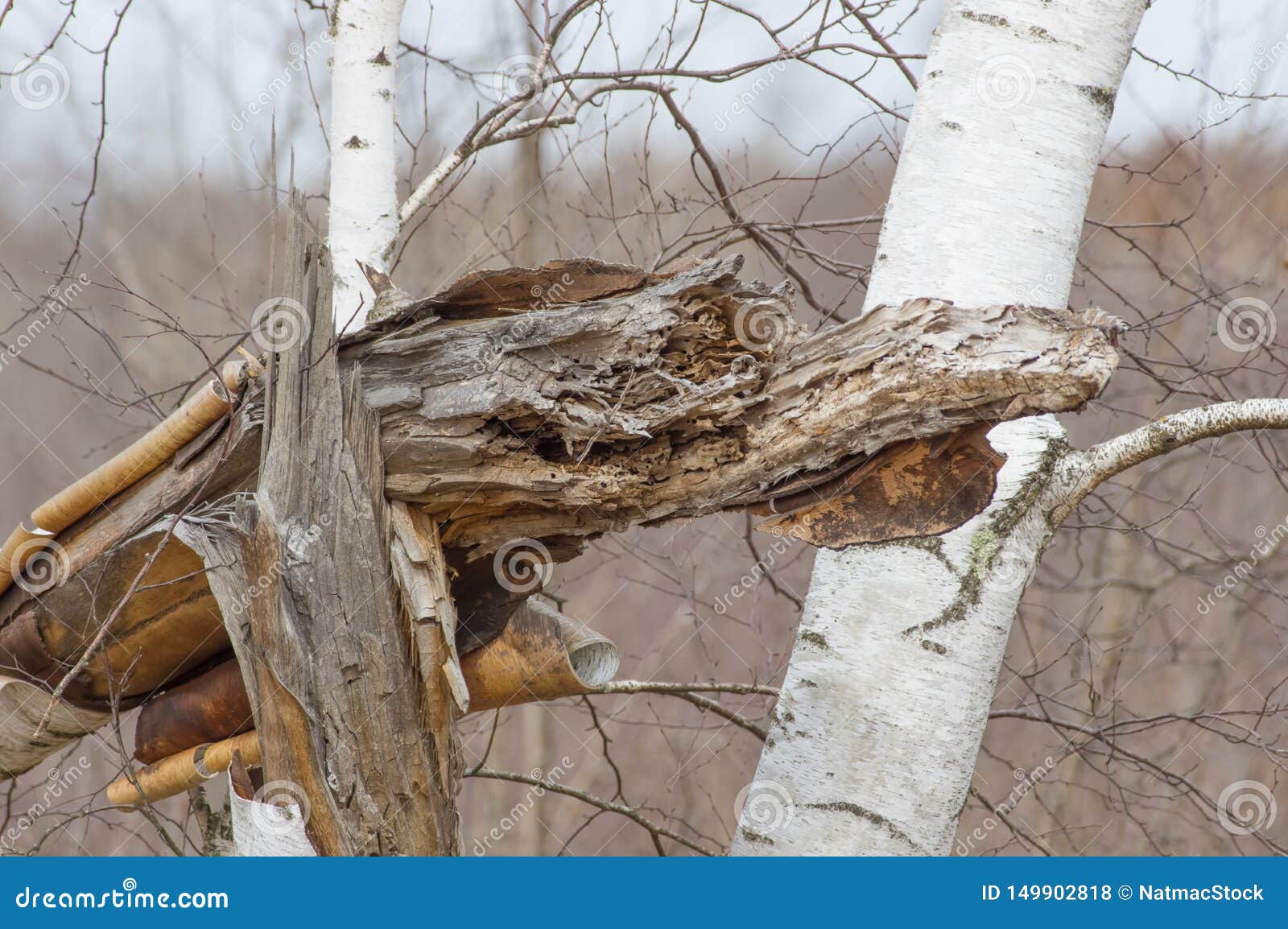 Rotting / Decomposing White Birch Tree that Has Fallen and Got Stuck in ...