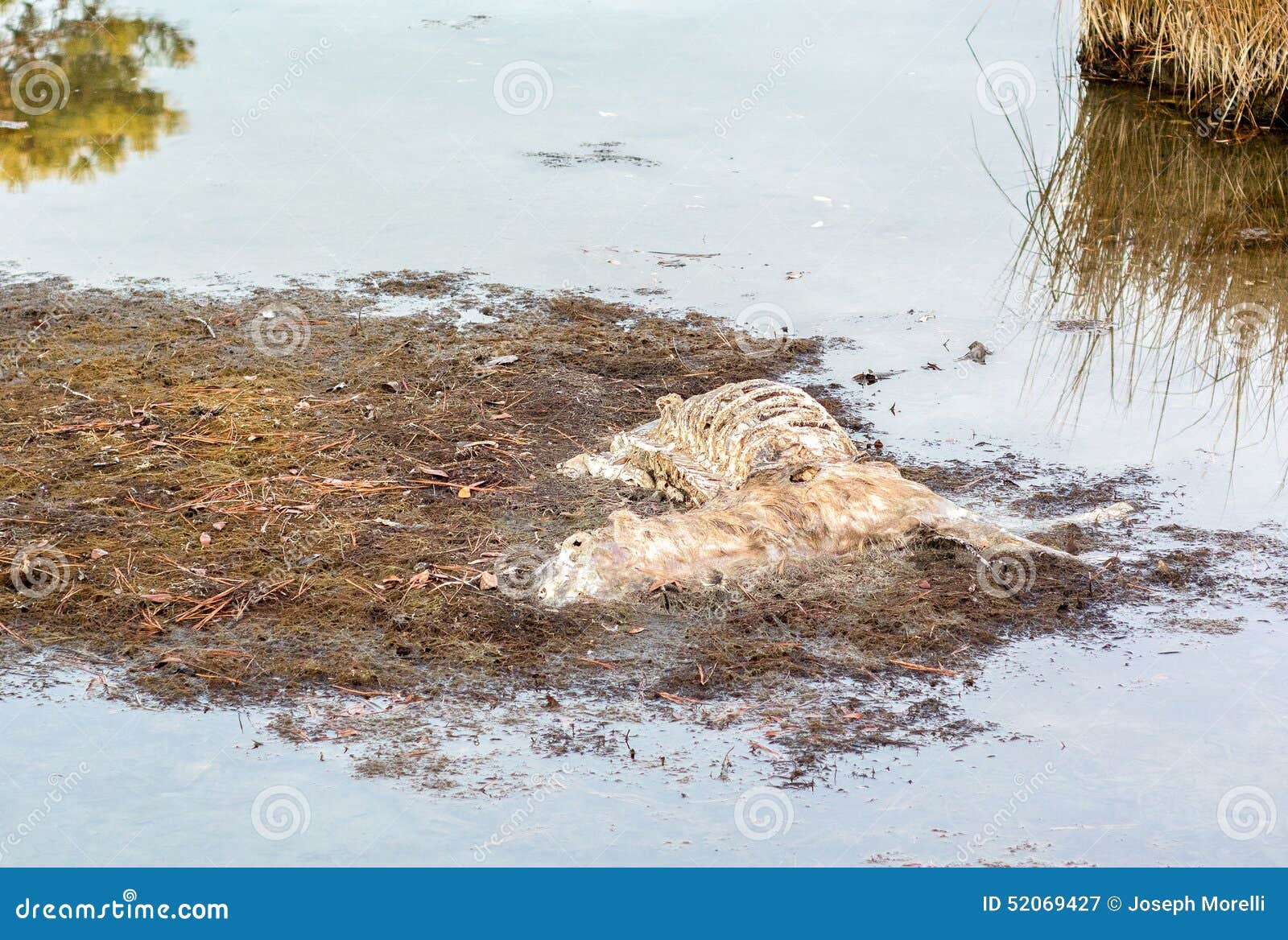 Rotting Deer Carcase stock image. Image of body, deer - 52069427