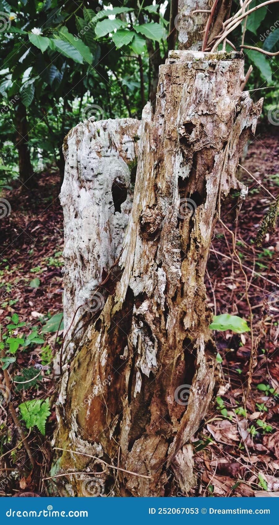 A Rotting Durian Tree in the Forest Stock Image - Image of flower ...