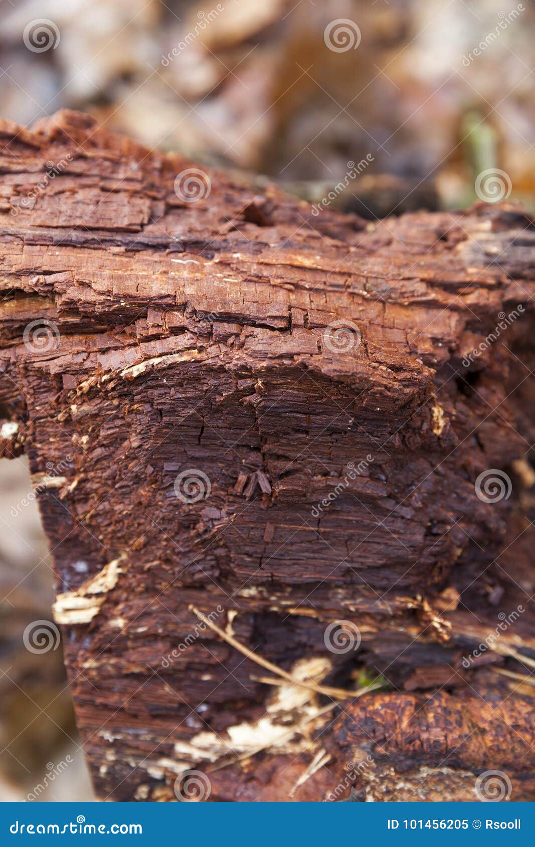 Rotting fallen tree trunk stock image. Image of plant - 101456205