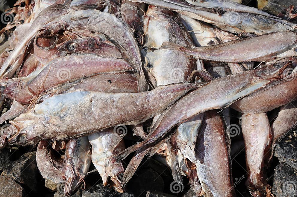Rotting fish stock image. Image of contaminated, pollock - 13331567
