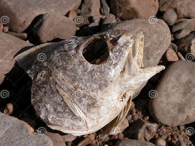 Rotting Fish Head on the River Rocks Stock Photo - Image of shore ...