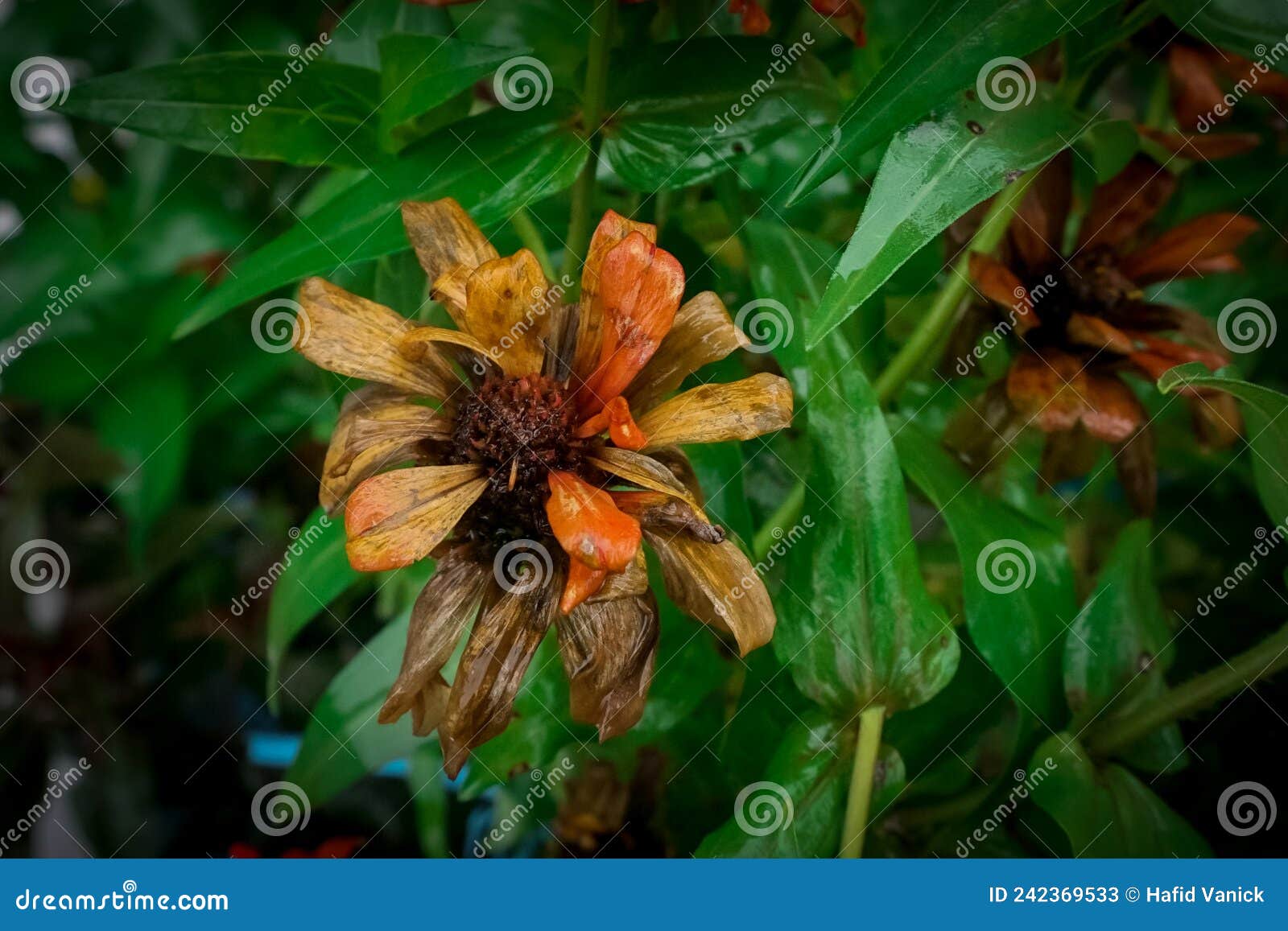 Rotting flower on the tree stock image. Image of animal - 242369533