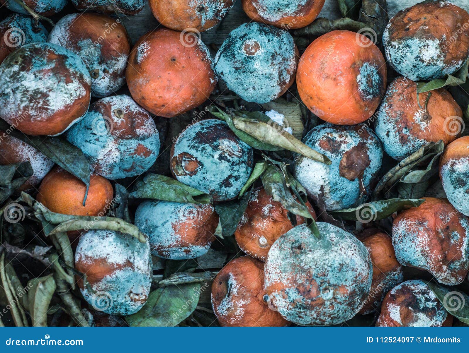 Rotting Fruit Texture Background Stock Image - Image of moldy, fungus ...