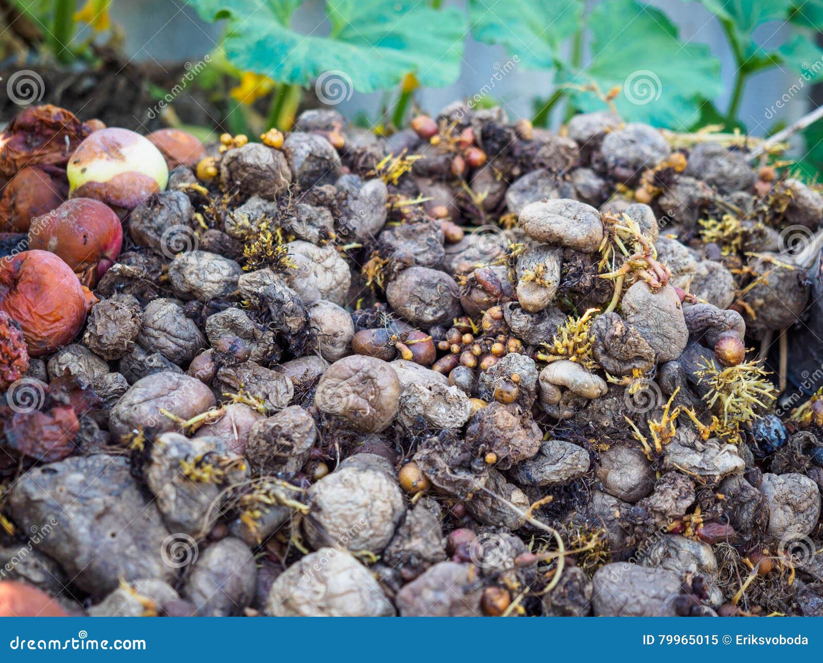 Rotting Fruit and Vegetables Close-up, Decaying View Stock Image ...