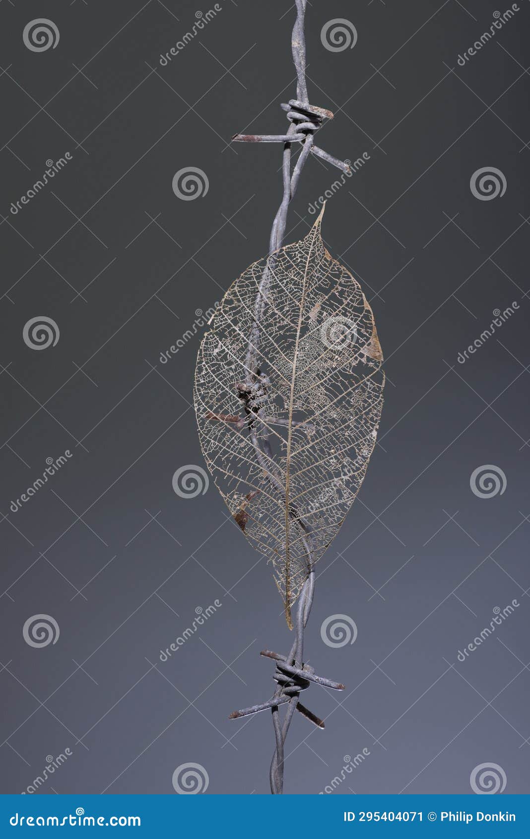 Rotting Insect Damaged Leaf Showing Intricate Patterns on Colourful ...